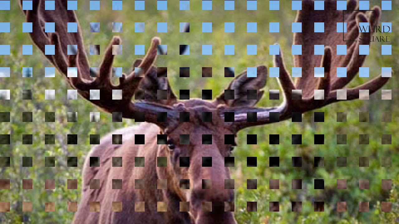 Interesting facts about moose by weird square