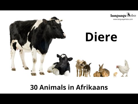 Animals In Afrikaans (Diere) - Learn 30 Animal Names in Afrikaans