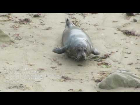 Steam Community :: Video :: Seal too much for zblock