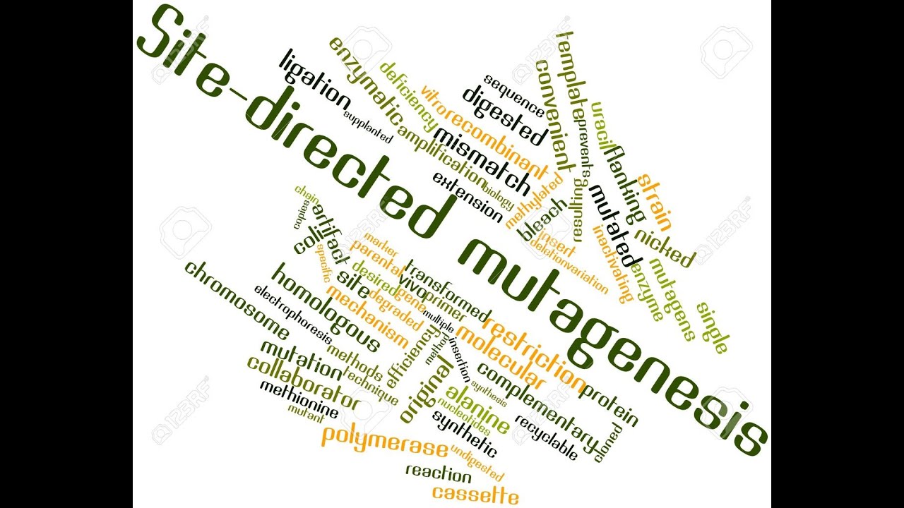 SITE DIRECTED MUTAGENESIS (ppt)