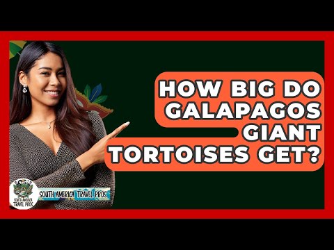 How Big Do Galapagos Giant Tortoises Get? - South America Travel Pros