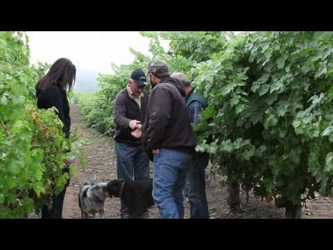 Meet Jordan Winery's Assistant Winemaker Maggie Kruse