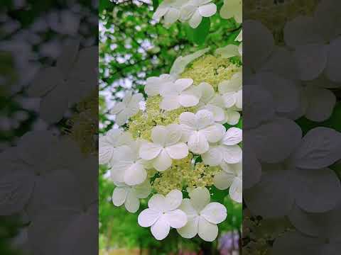 Viburnum Types and Benefits,#Viburnum #GardeningTips #GardenPlants #ShrubCare #PlantGuide