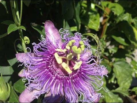 Passion Flower Identification, Tincture & Tea Preparation