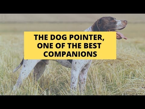 THE POINTER DOG, One Of The Best Companions