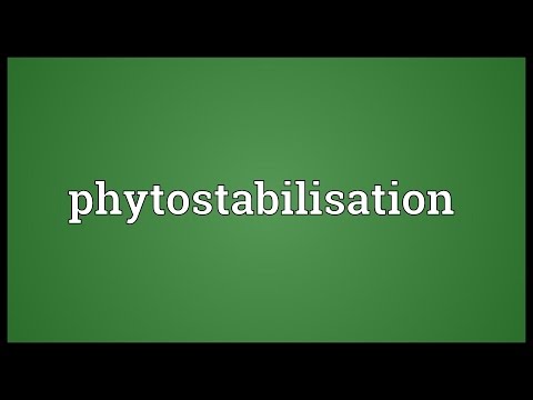 Phytostabilisation Meaning