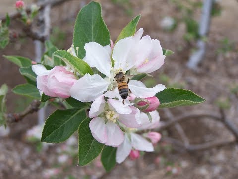 Honeycrisp Apple Tree Pollination Chart : Top Picked from our Experts