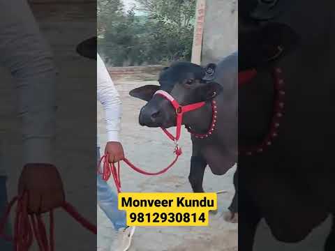 Monveer कुंडू की सबसे टॉप झोटी || Murrah buffalo lover || with female Calf