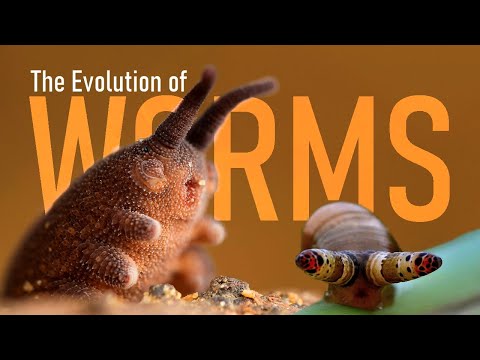 WORMS are WEIRD