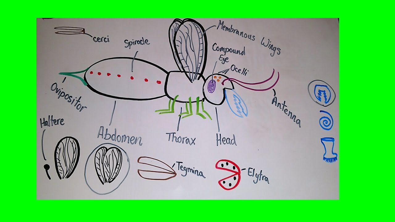 Introduction to Insect Anatomy