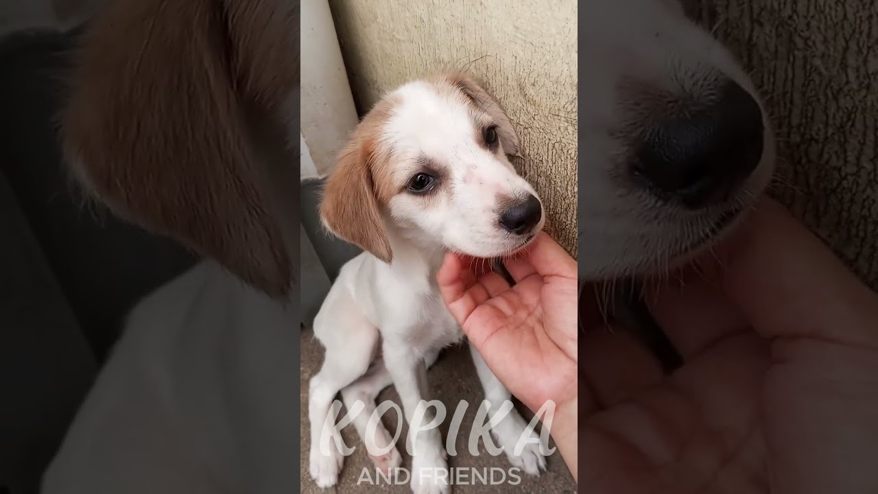 PUPPY LIFE IS SHORT | Kopika #aspin #puppy #dog