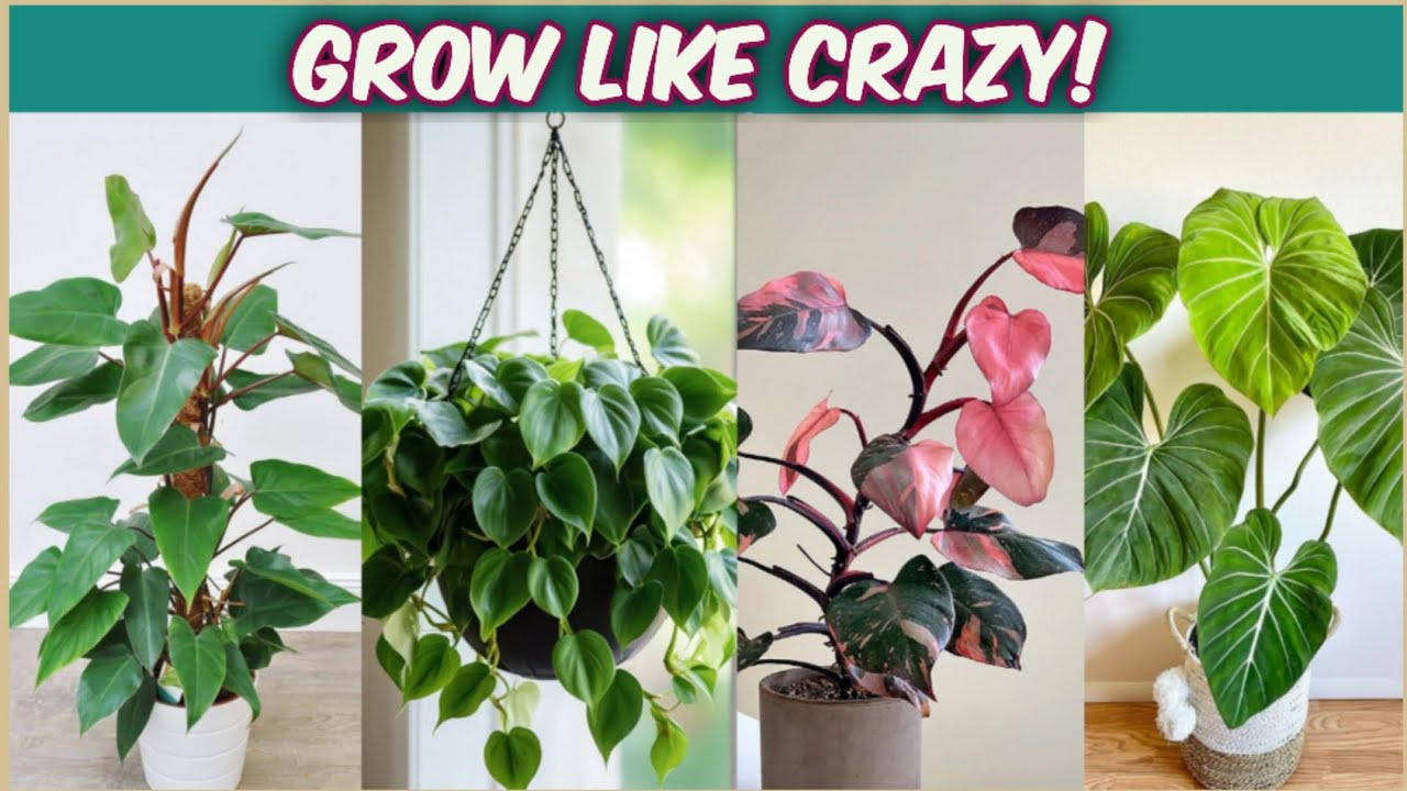 Complete Philodendron Care Guide | Grow Big, Healthy Leaves