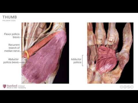 Anatomy of the Upper Limb: Thenar Muscles