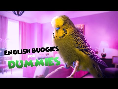 Caring for English Budgies: The Ultimate Guide