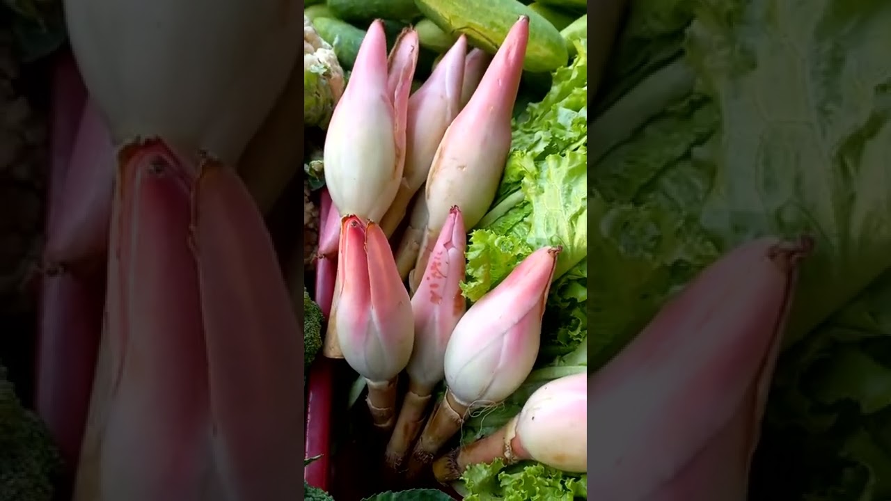 Kecombrang - Kincung - Honje Per Pcs