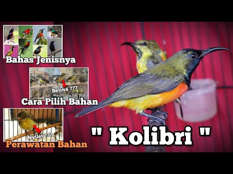 Kolibri. Bahas jenisnya, cara pilih bahan, perawatan bahan.