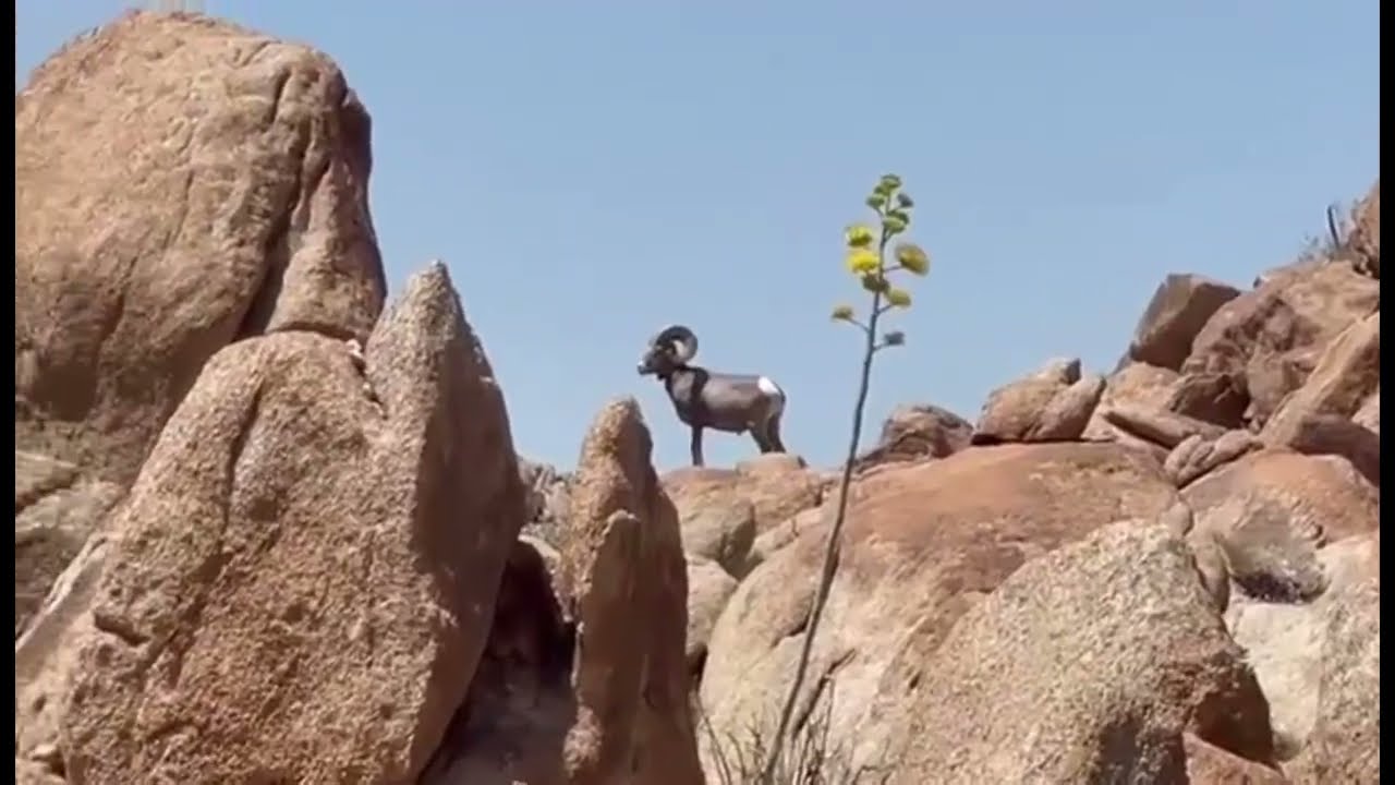 Borrego cimarrón en La Rumorosa