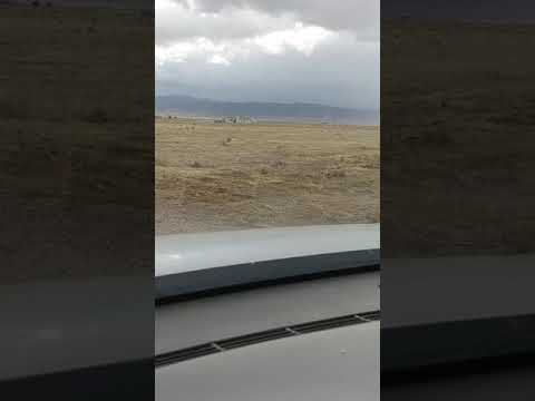 tumbleweed migration rosamond ca.