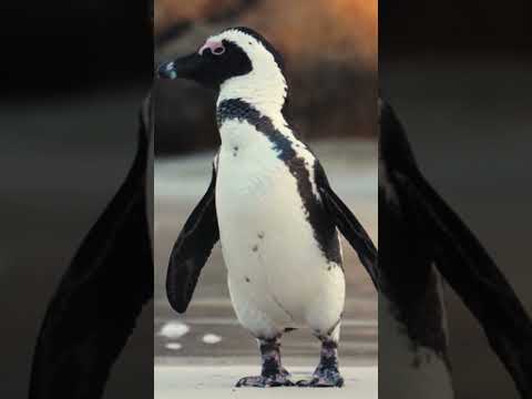 The Craziest Adaptation of the Chinstrap Penguin You've Never Seen!