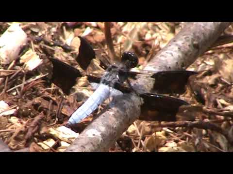 Black and white dragonfly