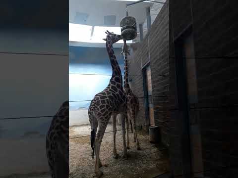 Touring the Bronx Zoo (giraffes)