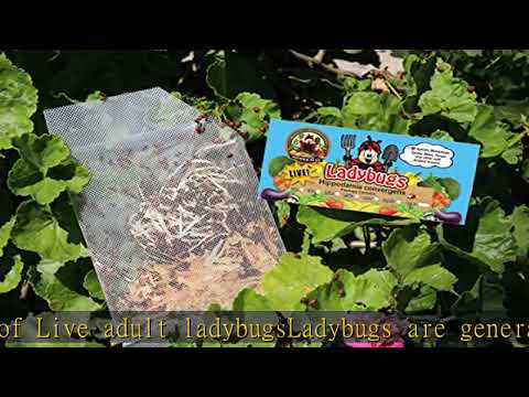 NaturesGoodGuys 1500 Live Ladybugs - Good Bugs- Ladybugs - Guaranteed Live Delivery!