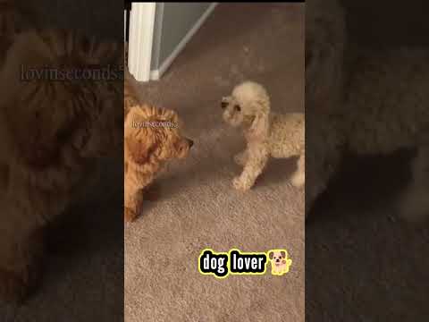 dog barking🔥🐕 #shorts #dog #shortsvideo #4k #doglovers #babydog #viral #dogvideo