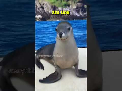 Animals That Looks Cute But Can Kill You part 01