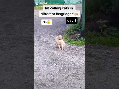 STARDENBURDENHARDENBART day 1 Cat Calling in different languages (German always works)