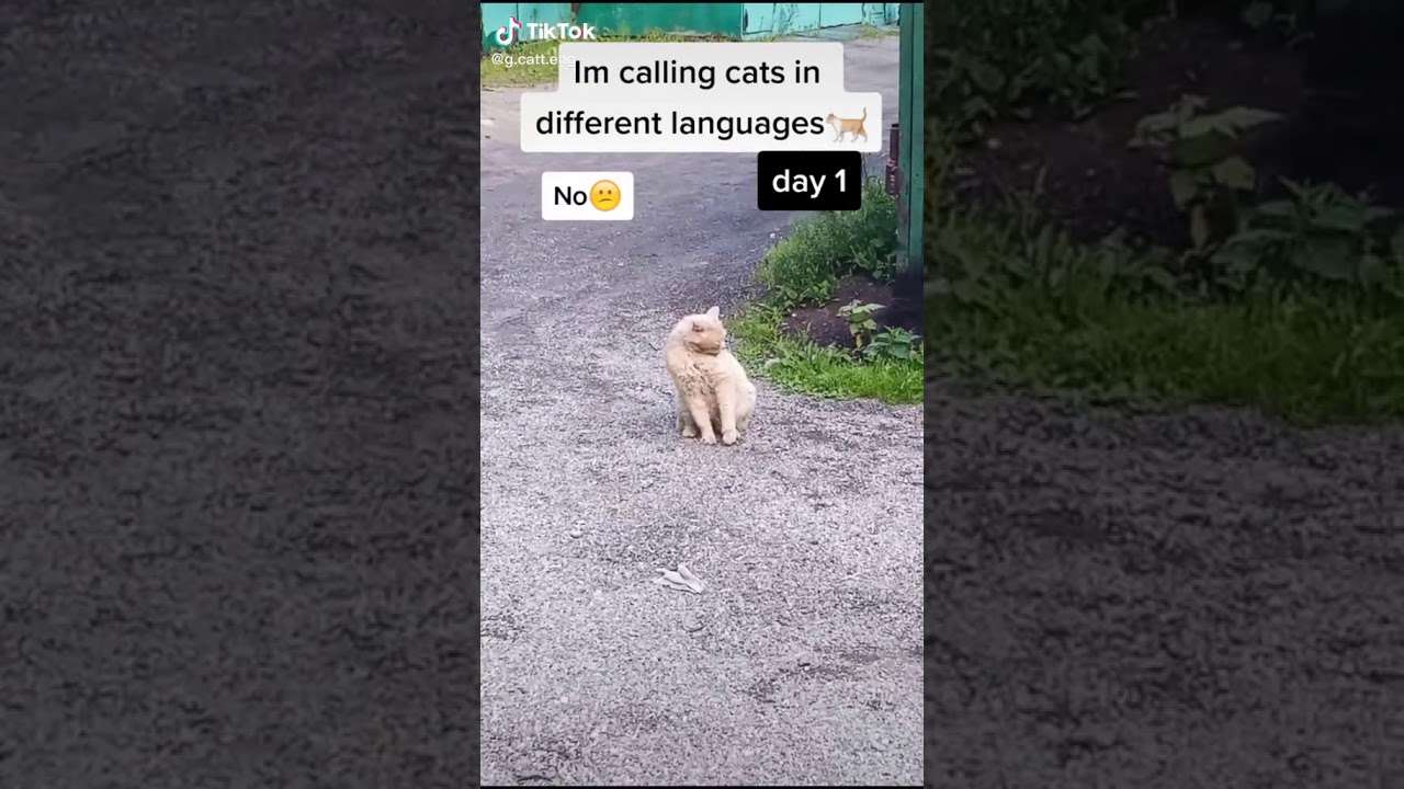 STARDENBURDENHARDENBART day 1 Cat Calling in different languages (German always works)