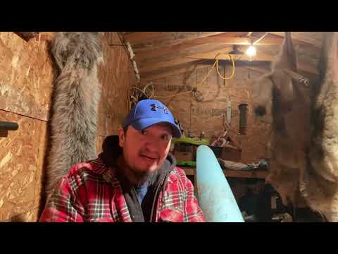 Wolf #18 The Mystery Wolf and some Shed Talk.