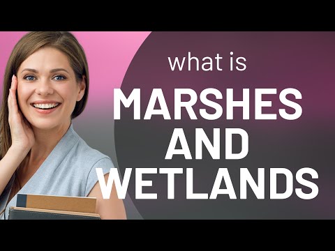Exploring the Mysteries of Marshes and Wetlands