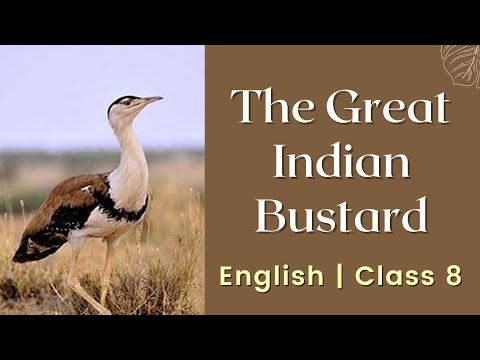 ग्रेट इंडियन बस्टर्ड | कक्षा 8 अंग्रेजी