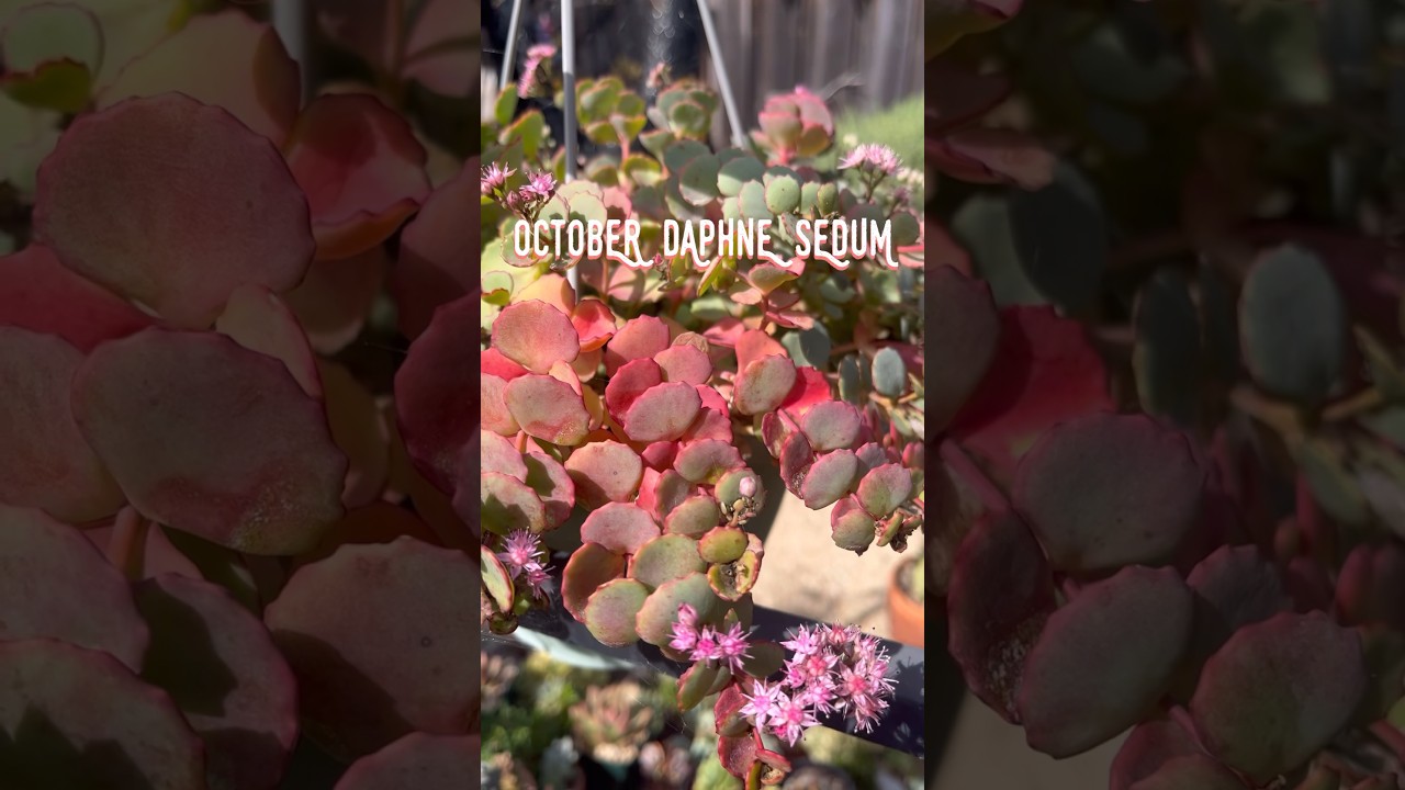 October Daphne Sedum got a visit from a hummingbird! 😊 #succulents #sedum