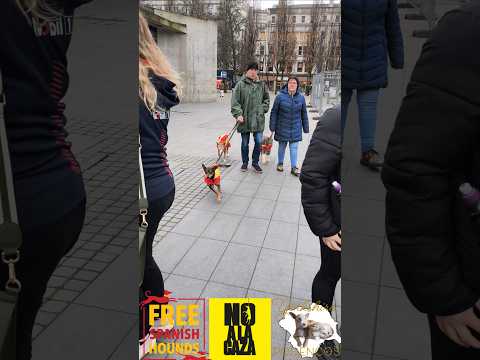 Free Spanish Hounds: OMG! New friends, Let's play!!!
