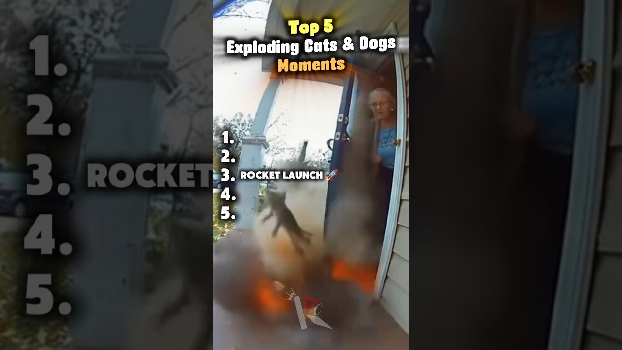 Top 5 Sora AI Exploding Cats & Dogs Moments 😂 #viral #shorts #fyp #compilation #babifreitas #funny