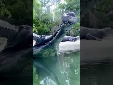 The Indian Gharial: Nature’s Expert Fish Hunter.Diet of the Gharial: A Fish-Lover’s Feast.