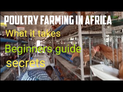 Poultry business in Ebonyi state, Nigeria, Africa | poultry farm | Oluchika farm