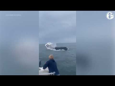 Breaching whale capsizes boat, sends 2 overboard off coast of New Hampshire
