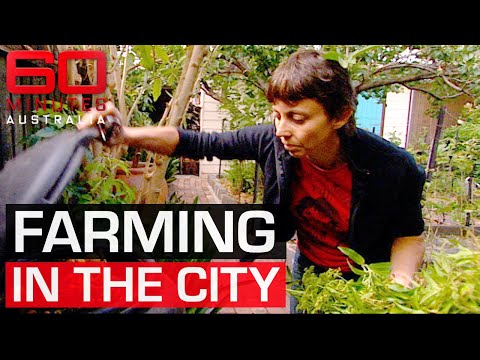 Back-to-basics urban farming is on the rise again | 60 Minutes Australia
