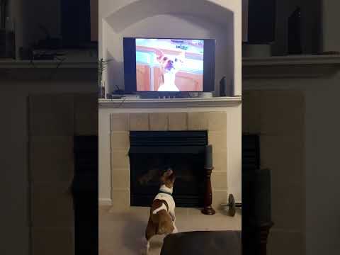 Watching howling dog video | Rat Terrier's Life
