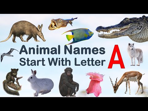 Animal Names starting with letter A #Spelling #Picture #vocabulary #animals #explore #animalslover