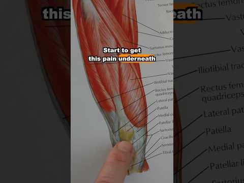Patellar Tendinitis: Anatomy Lesson