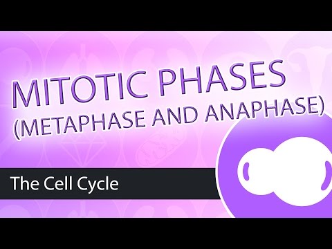 Steps of Mitosis- Metaphase and Anaphase