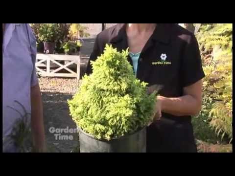 GardenPalooza Conifers