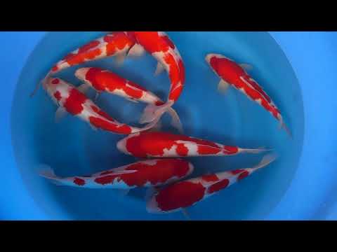 2025 MAR 222 Marusei Nisai Tateshita Kohaku 35 40 cm SAMPLE