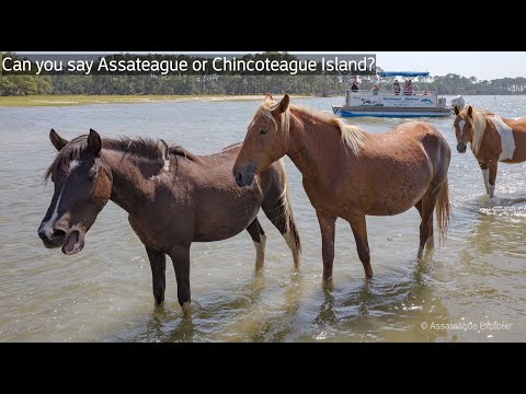 Can you say Assateague or Chincoteague ?