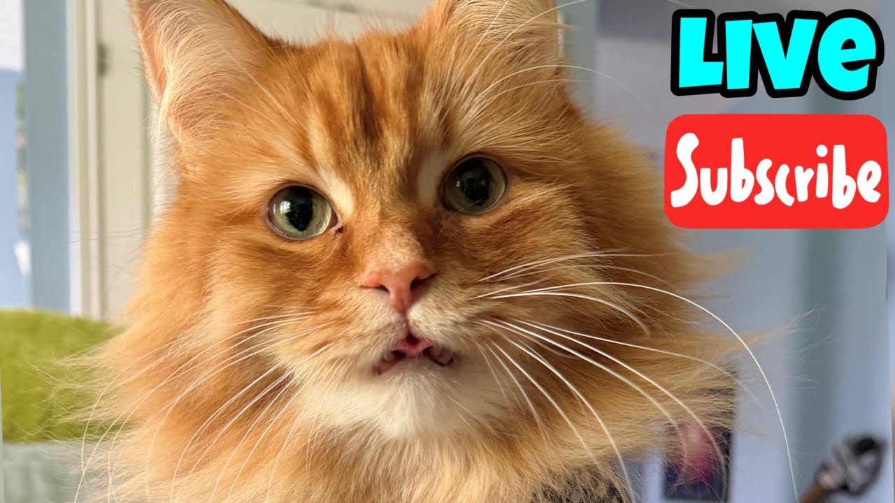 TGIF - Friday With Cats