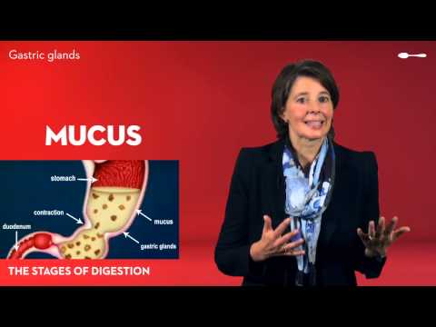The digestive system - The stomach