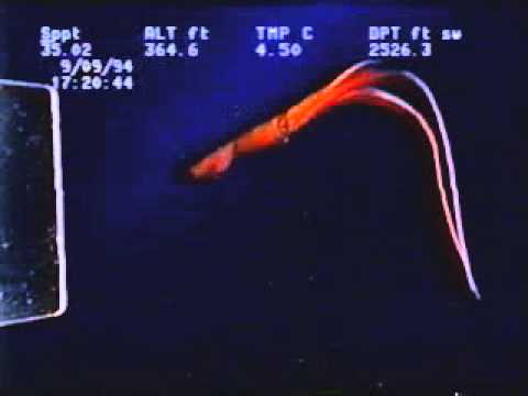 Cephalopod video: Mastigoteuthis magna